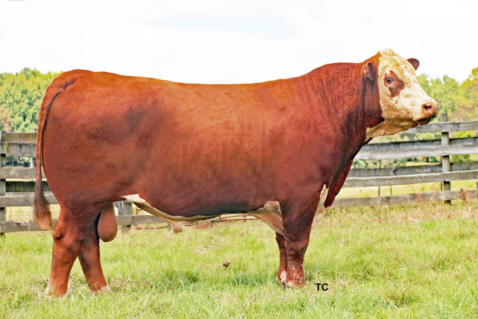 Innisfail Farm | SIRES